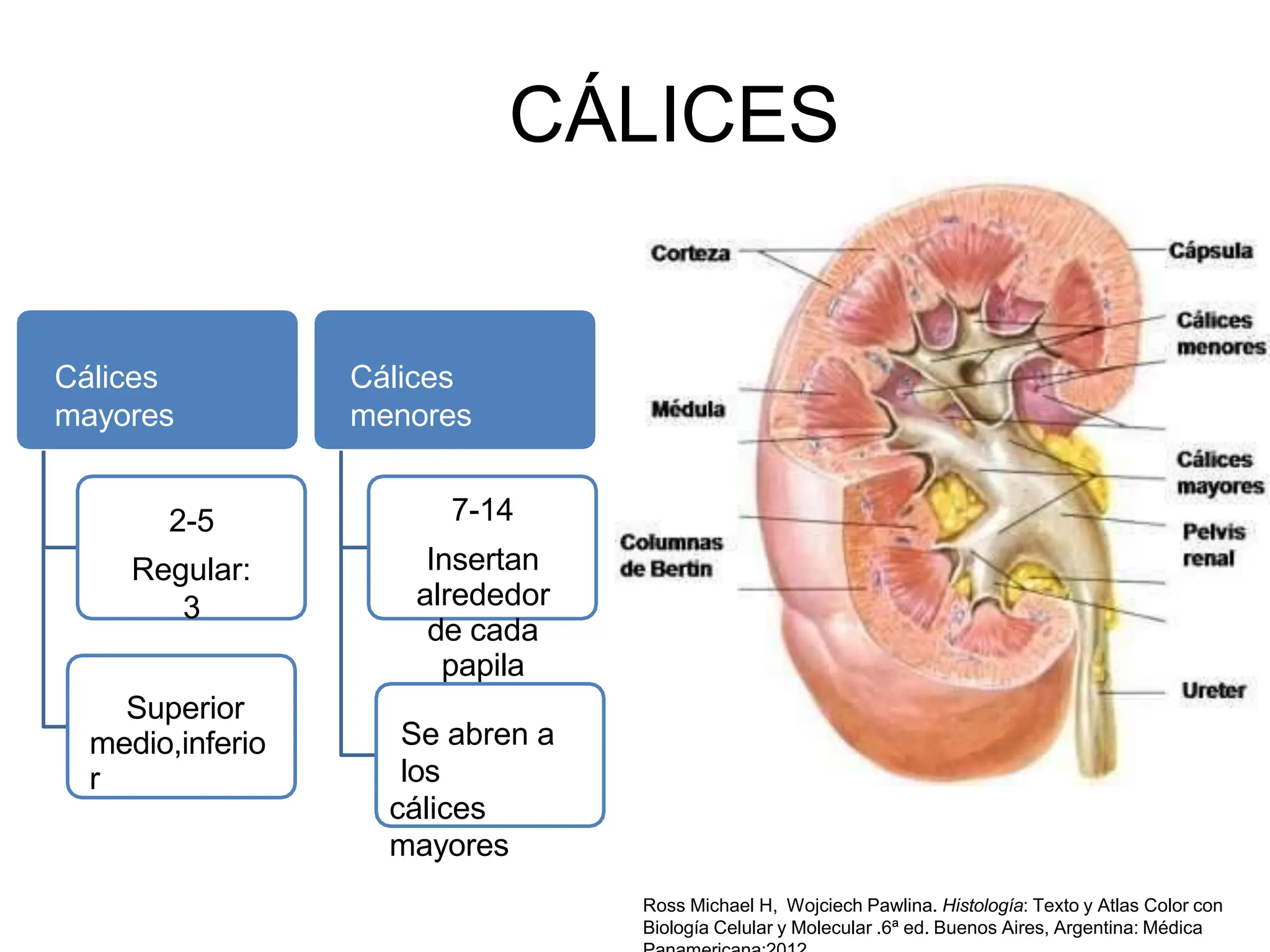 anatomia renal oficial.pptx