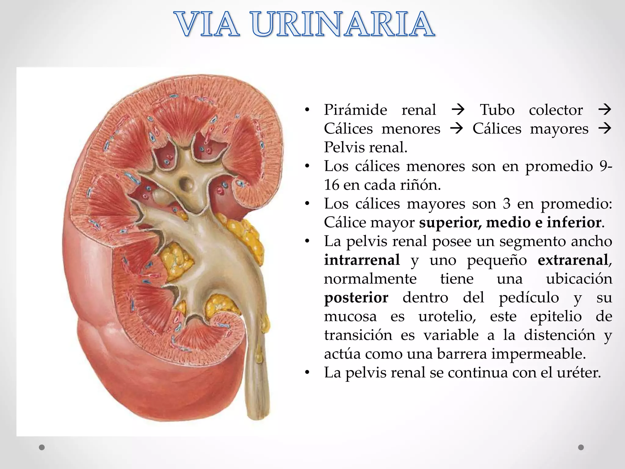 Anatomia renal | PPTX
