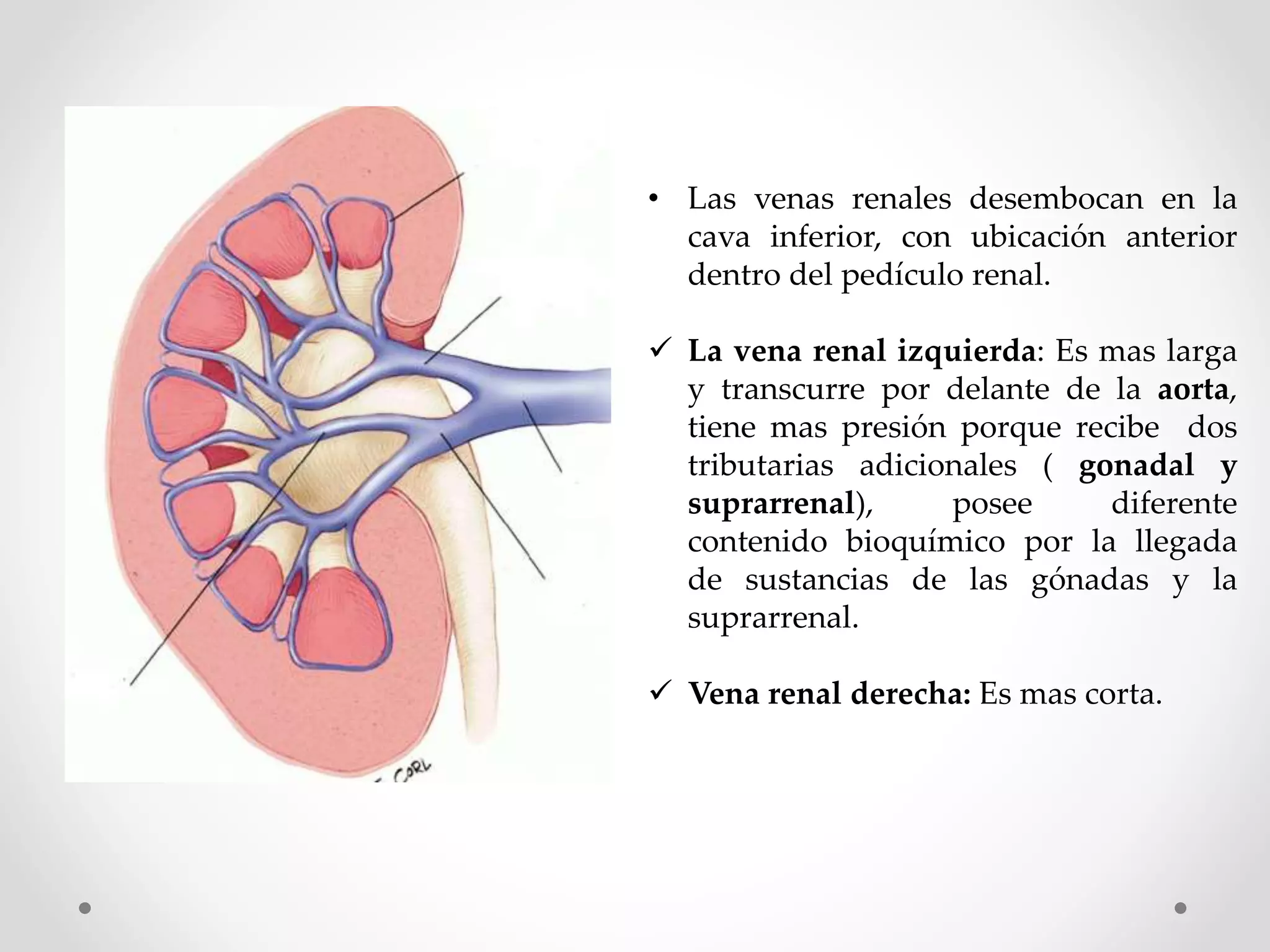 Anatomia renal | PPTX