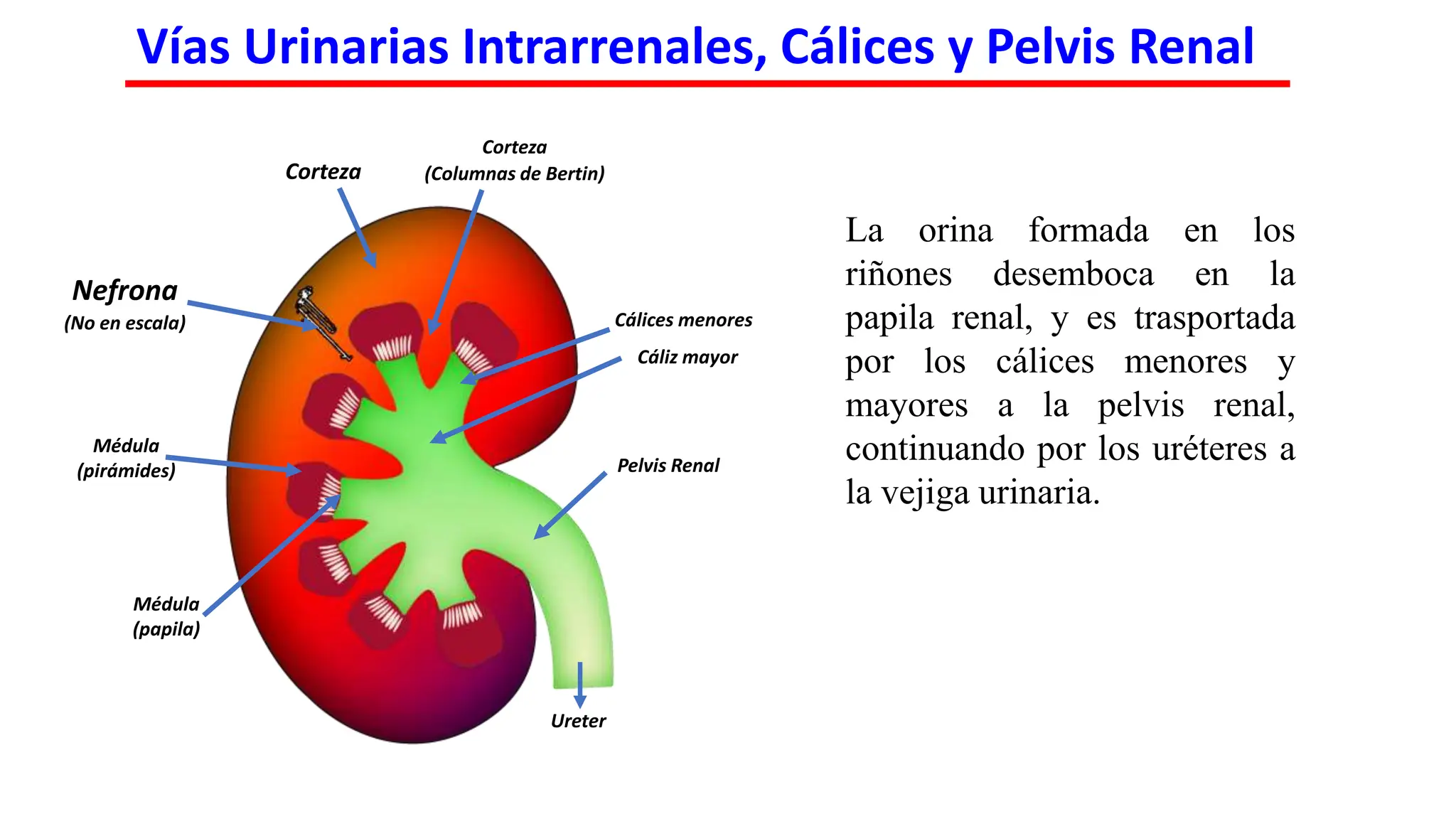 anatomia renal parte 1.pptx para principiantes en ciencias de la salud ...