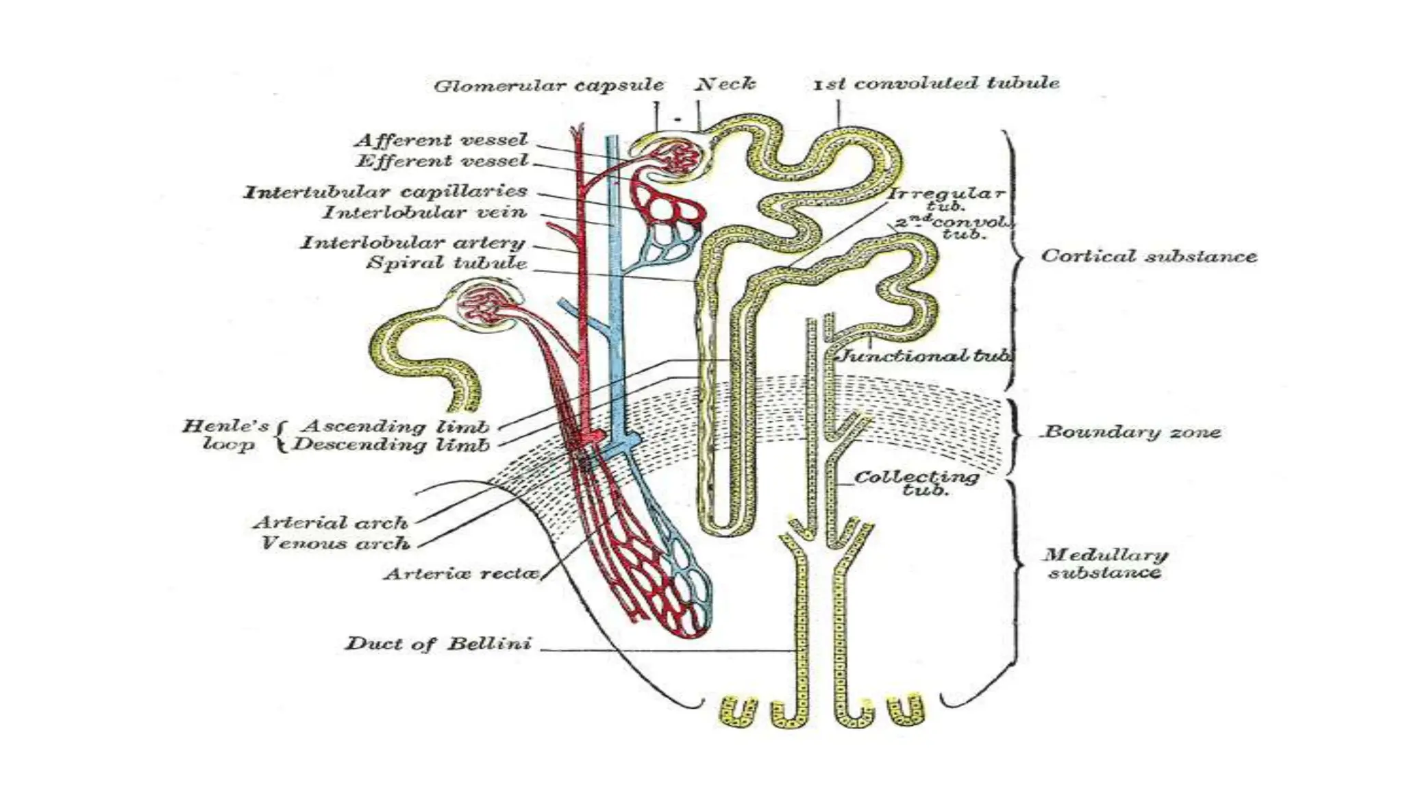 anatomia renal parte 1.pptx para principiantes en ciencias de la salud ...