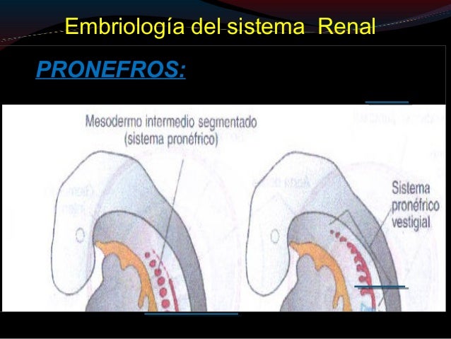 Anatomía Renal