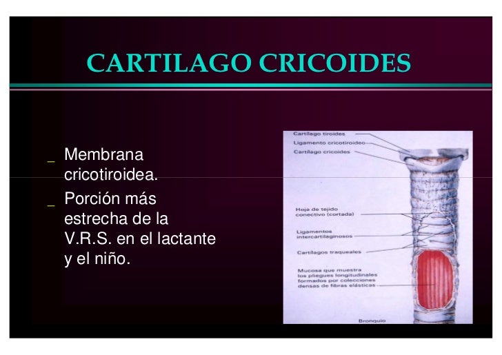 Anatomia Respiratoria