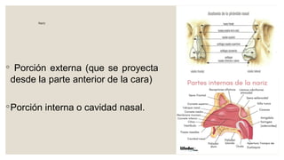 Anatomia respiratoria en pediatria..pptx
