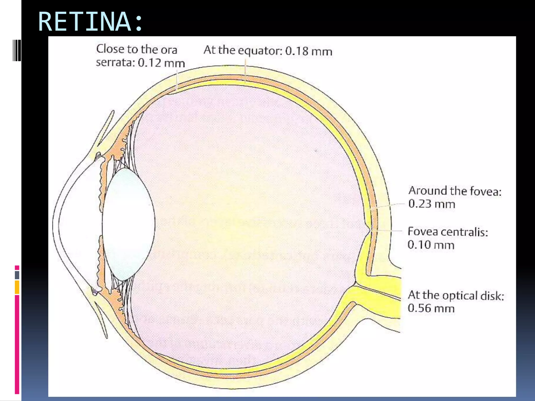 Anatomia retina | PPTX