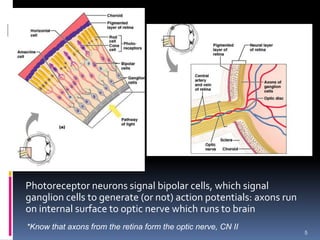 Anatomia retina | PPTX
