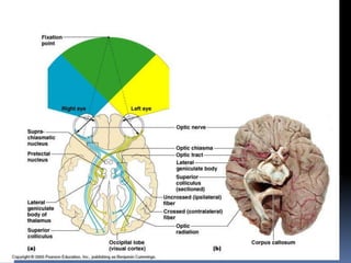 Anatomia retina | PPTX