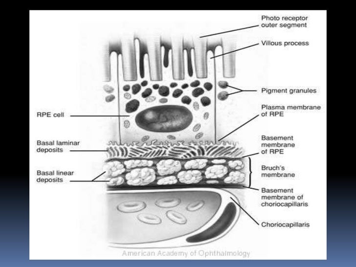 Anatomia retina