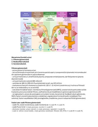 Anatomie & Urologie: Rinichiul | DOCX