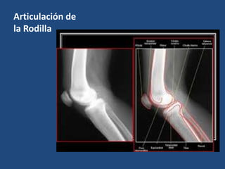Anatomia rodilla_102029.pptx v | PPTX