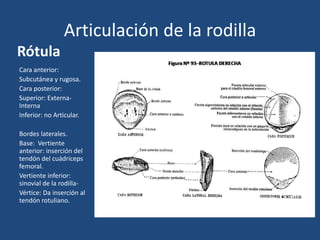 Anatomia rodilla_102029.pptx v | PPTX
