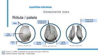 ANATOMÍA RODILLA rodilla anatomía seminario | PPT