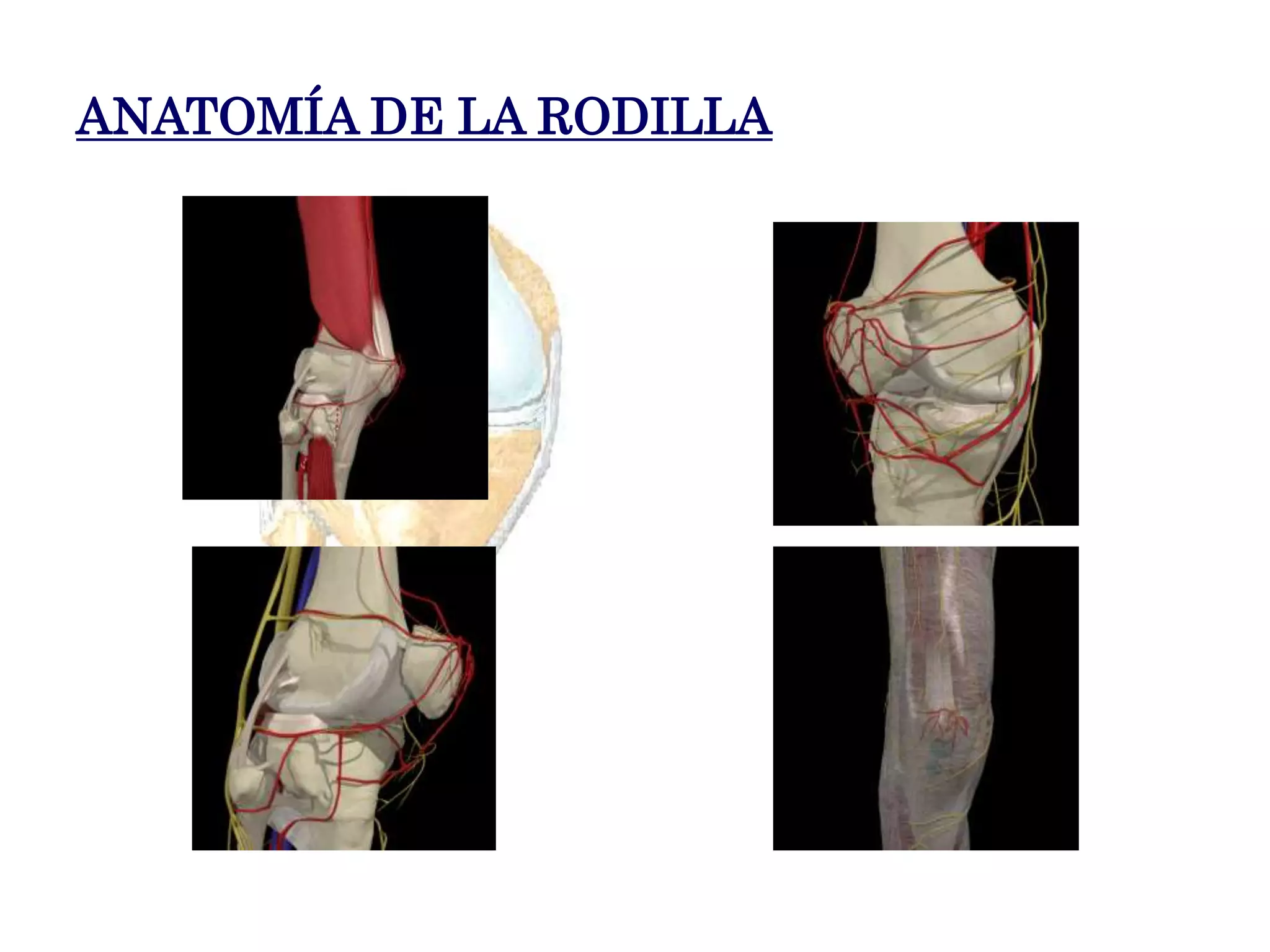 Anatomia Rodilla Issste.ppt