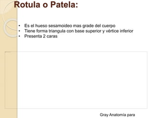 ANATOMIA GENERAL DE LA RODILLA Y PIERNA.pptx