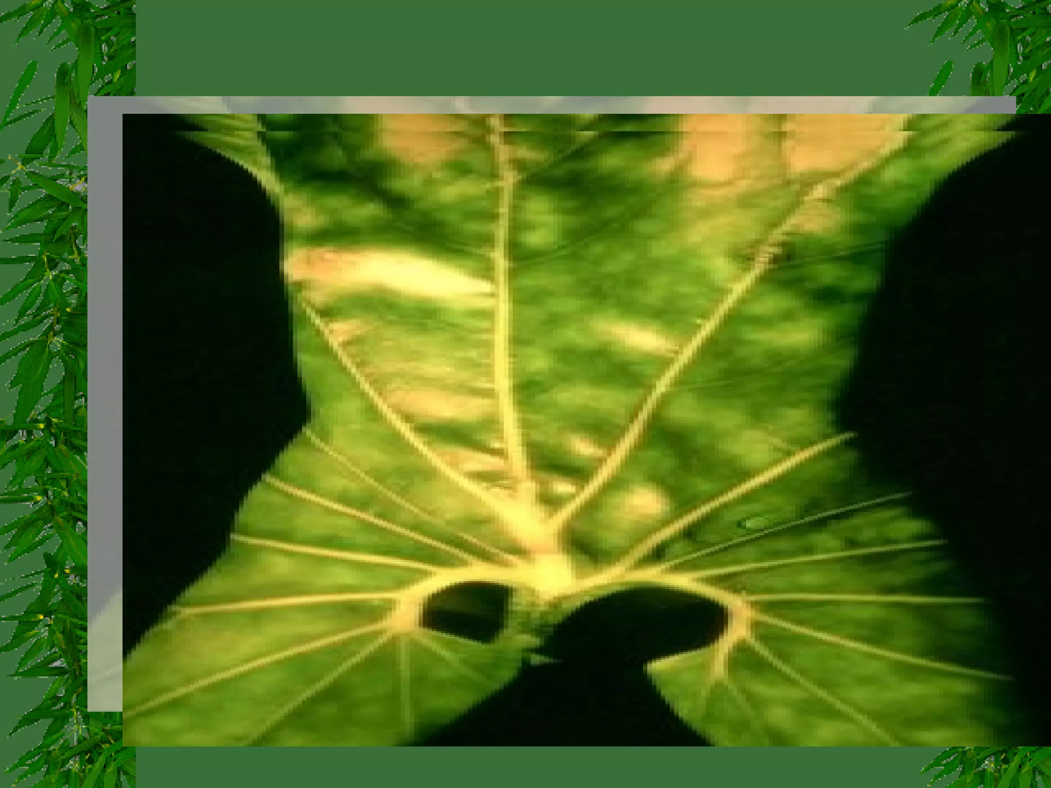 anatomia vegetal | PPT