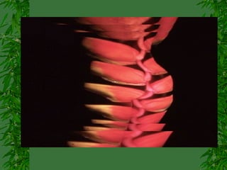 anatomia vegetal | PPT