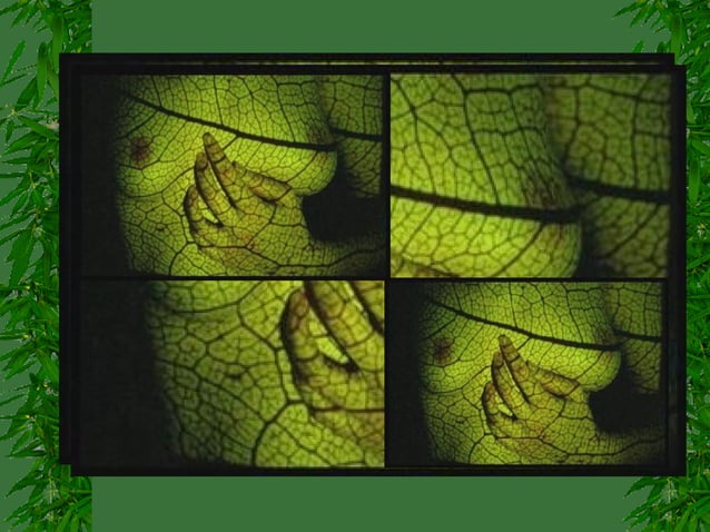 anatomia vegetal | PPT