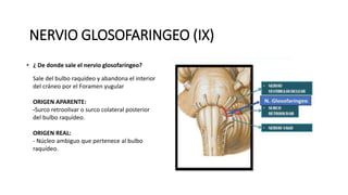 Anatomia seminario del nervio IX X.pptx