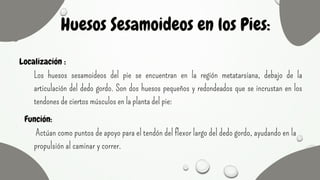 Anatomia Sesamoideos .pdf Aprender el arte de los huesos | PDF