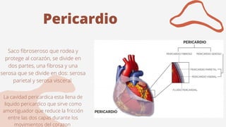 Anatomia sistema cardiovascular.pdf