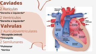 Anatomia sistema cardiovascular.pdf