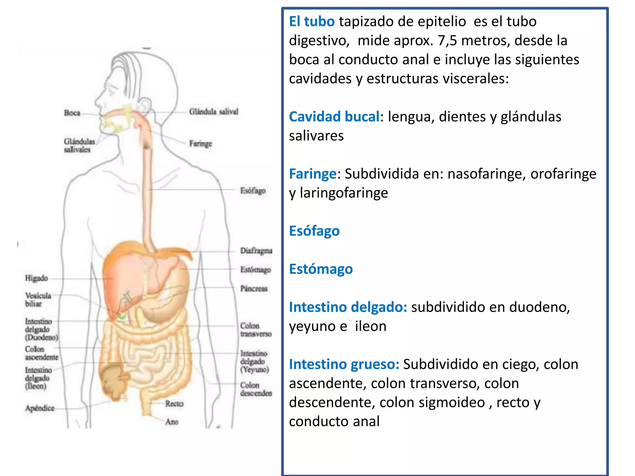 Anatomia Sistema Digestivo.pdf