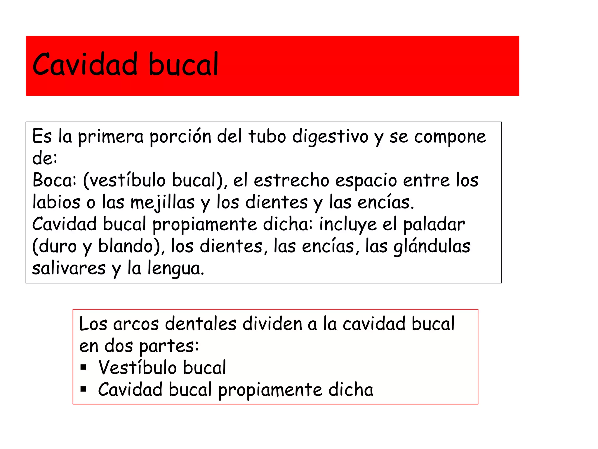 Anatomia Sistema Digestivo.pdf