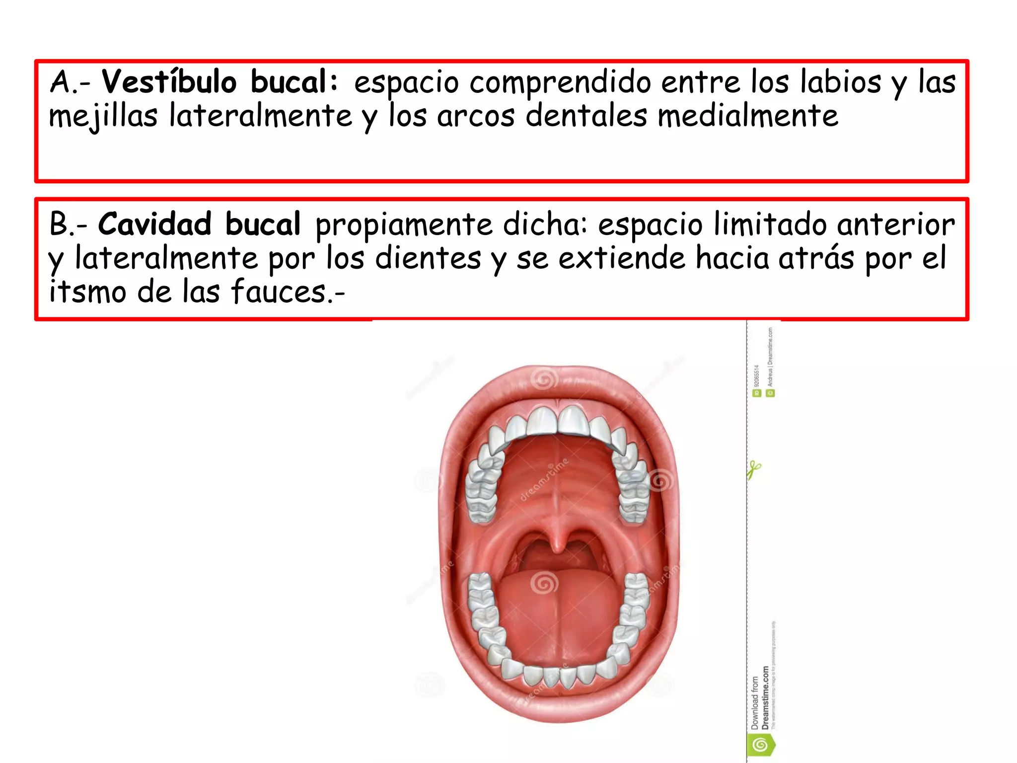 Anatomia Sistema Digestivo.pdf
