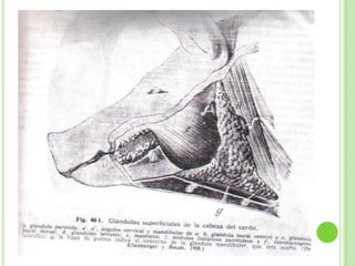 Anatomia sistema digestivo en cerdos | PPTX