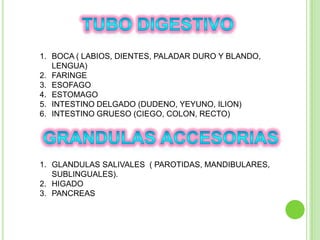 Anatomia sistema digestivo en cerdos | PPTX