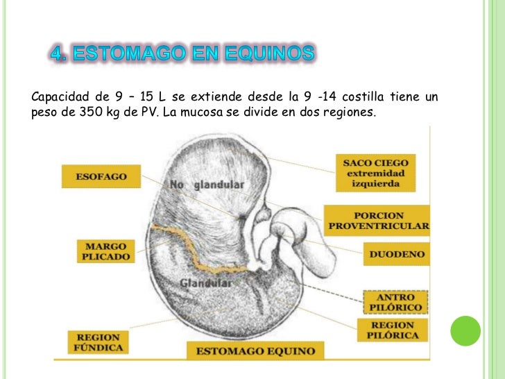 Anatomia sistema digestivo en cerdos