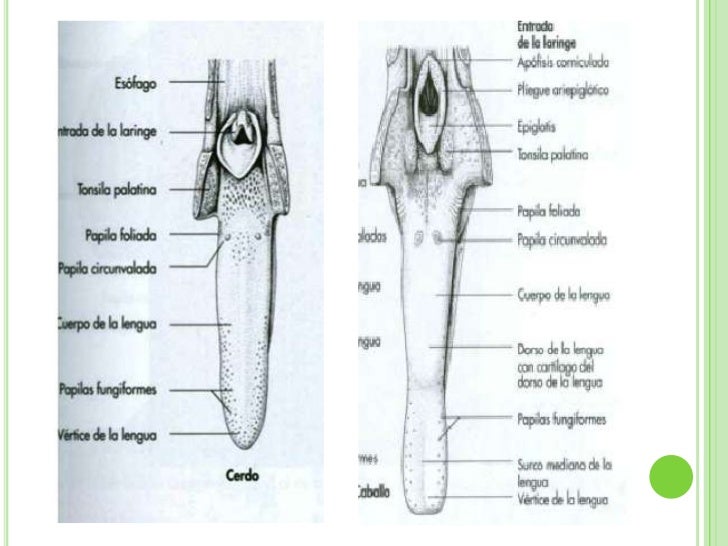 Anatomia sistema digestivo en cerdos