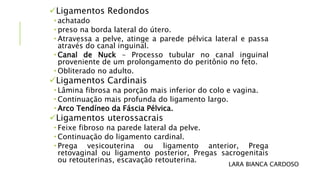 anatomia sistema genial.pptx
