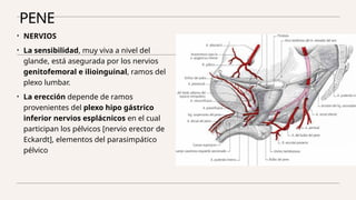 ANATOMIA SISTEMA GENITAL MASCULINO. Latarjetpptx | PPTX