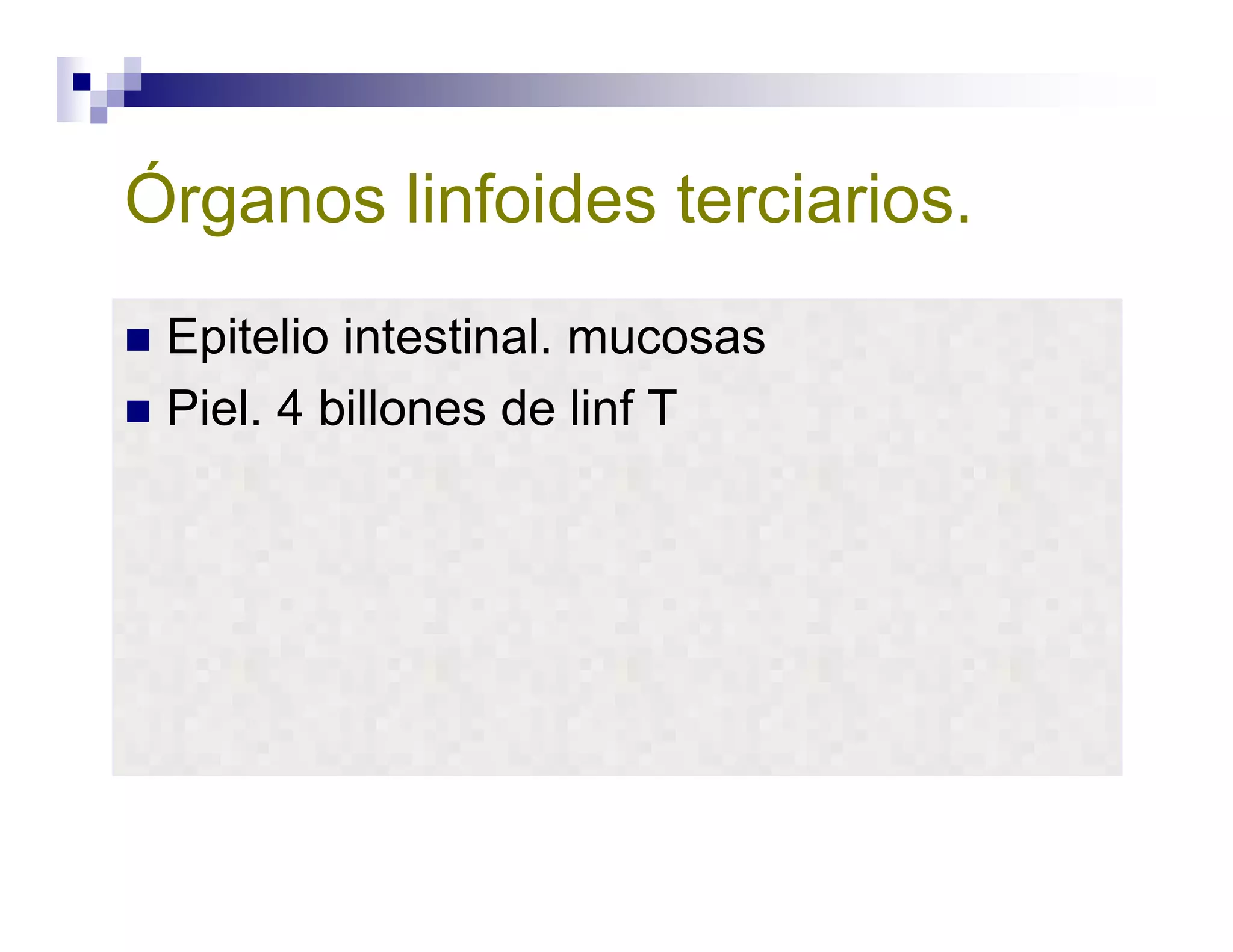 Anatomia sistema linfoide | PDF