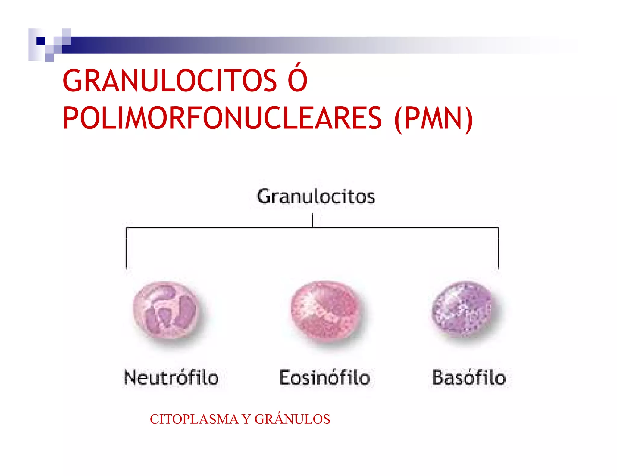 Anatomia sistema linfoide | PDF