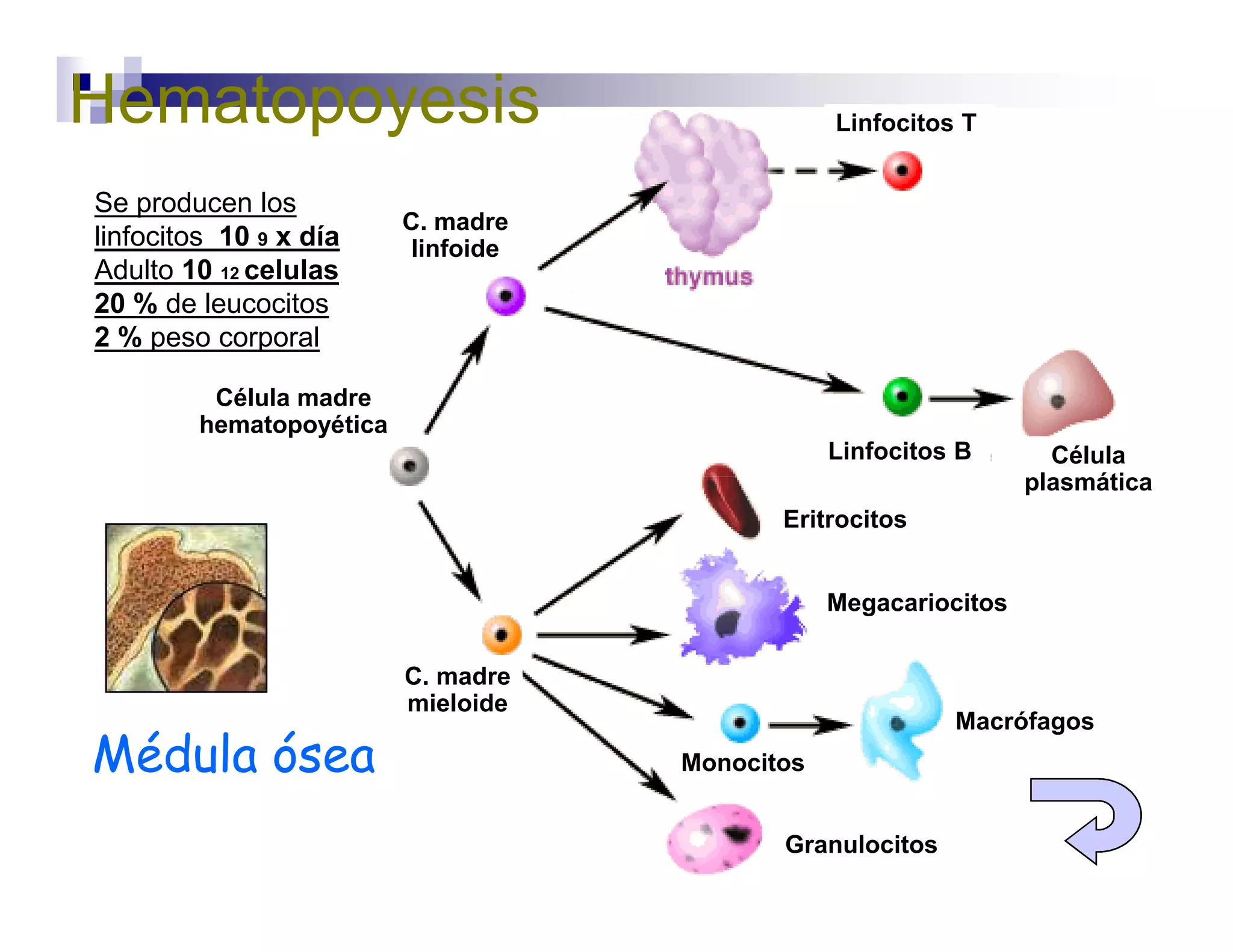 Anatomia sistema linfoide | PDF