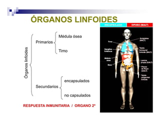 Anatomia sistema linfoide | PDF