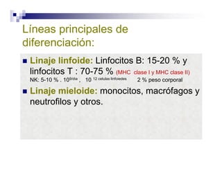 Anatomia sistema linfoide | PDF