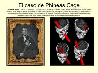 El sistema nervioso central: El encéfalo y la médula espinal | PPT