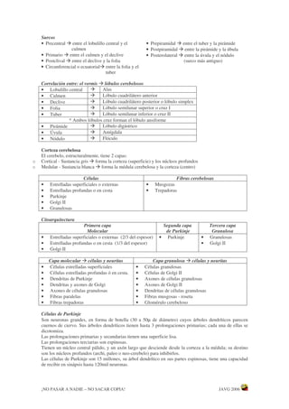 Anatomia sistema nervioso, javier | PDF