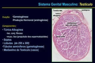 Anatomia sistema reprodutor masc 2025.pdf