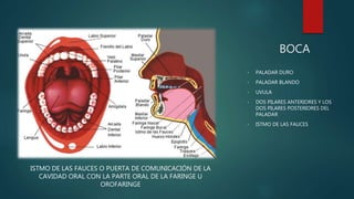 ANATOMIA SISTEMA RESPIRATORIO.pptx