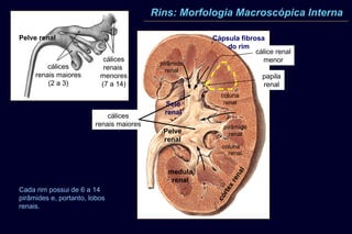Anatomia sistema urinário 2025 icb usp eefe usp.pdf
