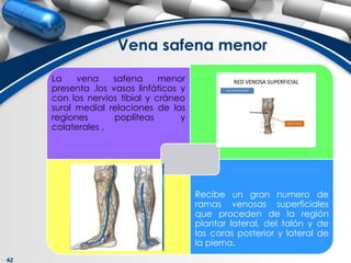 Gran Modelo De Vena Safena