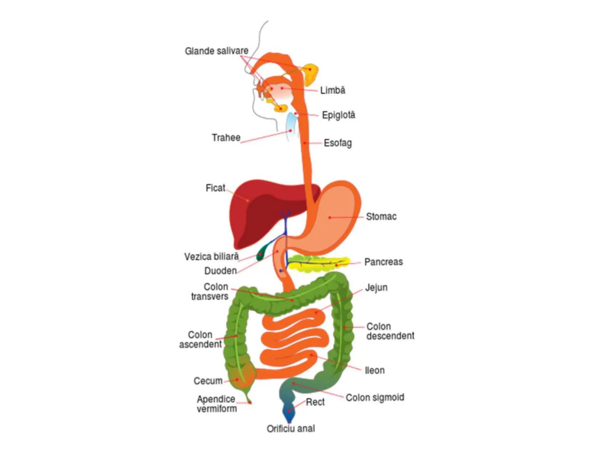 Anatomia sistemului digestiv - introducere.pptx
