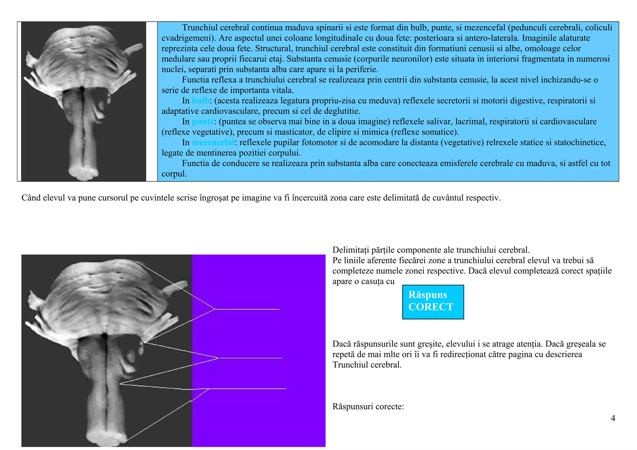 Anatomia sistemului nervos proiect dppd | DOC