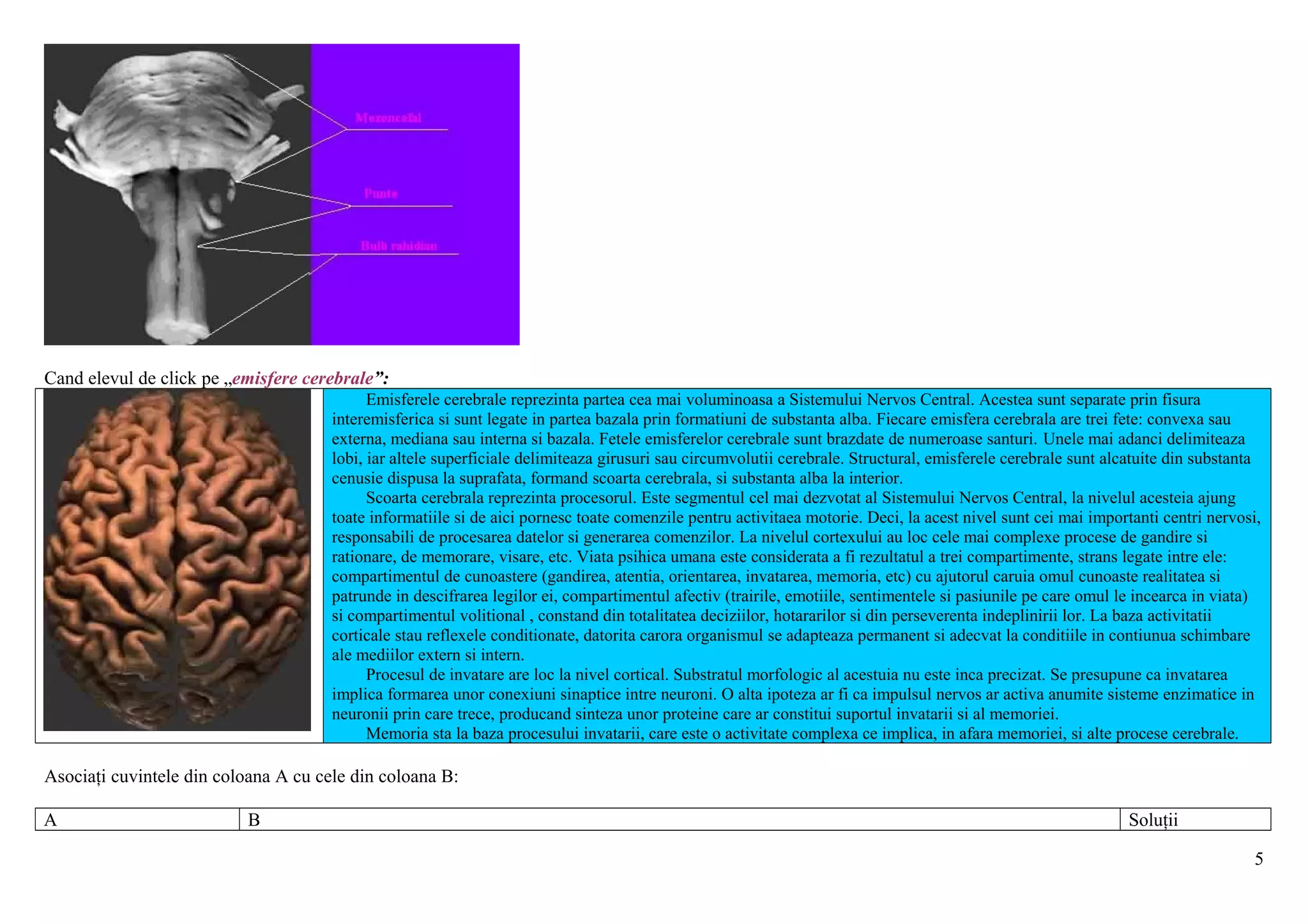Anatomia sistemului nervos proiect dppd | DOC