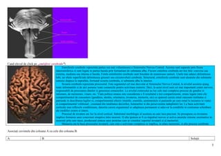 Anatomia sistemului nervos proiect dppd | DOC
