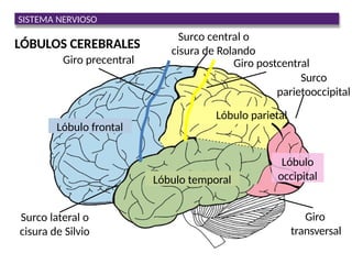 anatomia del sistema nervioso, central y periferico | PPTX